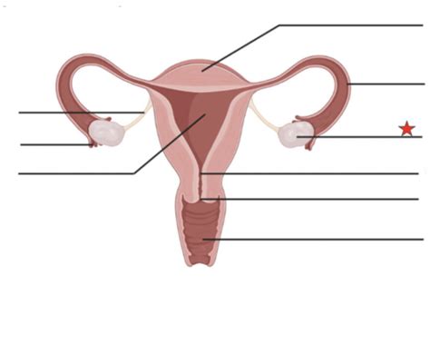 Reproductive System Flashcards Quizlet