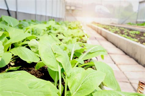 Green Leafy Vegetables Plot In Tree Greenhouses Fresh Plants Growing