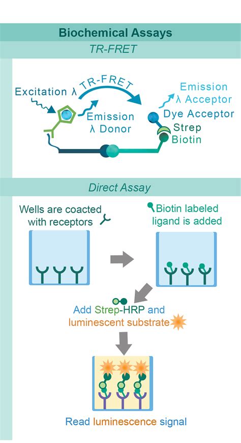 Cell Based Assays Fuelling Drug Discovery At Leroy Olson Blog