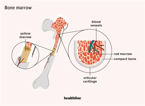 Bone Marrow Definition Types Structure And Functions Biology