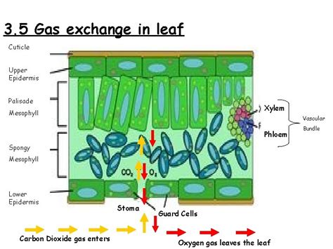 Biology Plant Transport Systems Photosynthesis Photosynthesis Learning