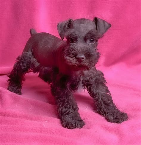 Schnauzer Schnauzer Puppy Prices
