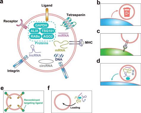 Microfluidics Based On A Chip Systems For Isolating And Analysing Extracellular Vesicles Pmc