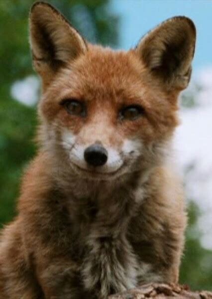 Ruby The Fox Fan Casting