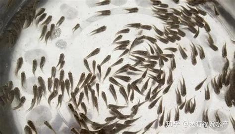 水产养殖中常见的车轮虫病如何预防和治疗 知乎