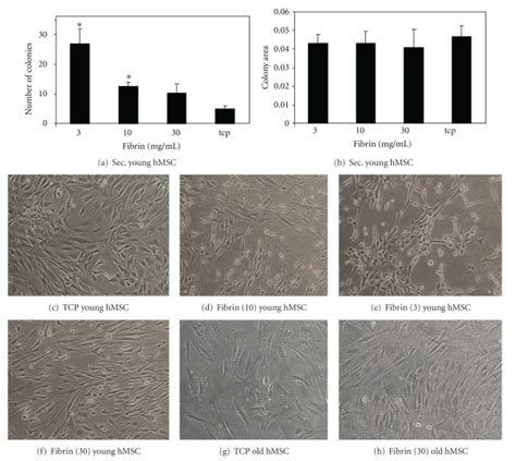 Msc Morphology And Self Renewal Msc From An 18 Year Old Healthy Donor