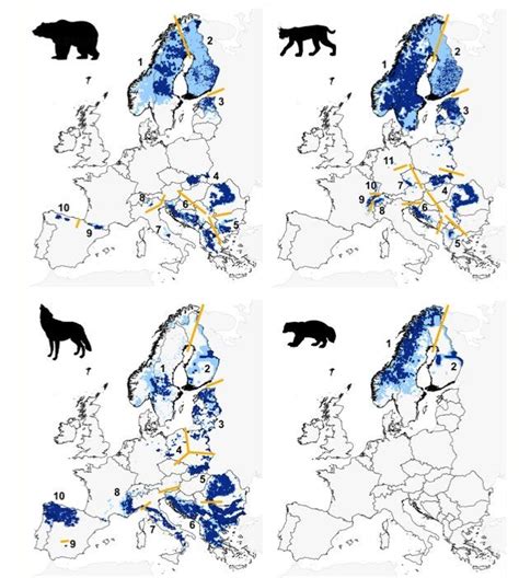 Map Of Bear Species Distribution In Europe Smithsonian