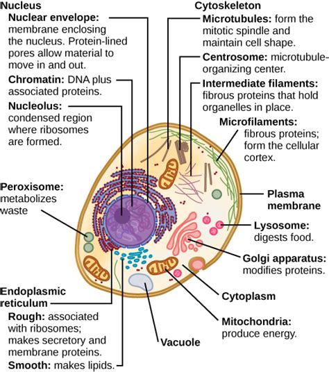 Labeled Animal Cell With Functions