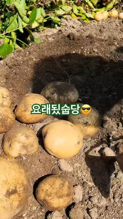 이랬는데 요래된 감자 식물 식물가꾸기 식물키우기 감자 감자국 Youtube