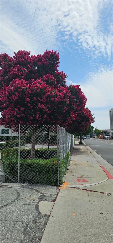 La 분홍색 꽃은 무슨 꽃인가요