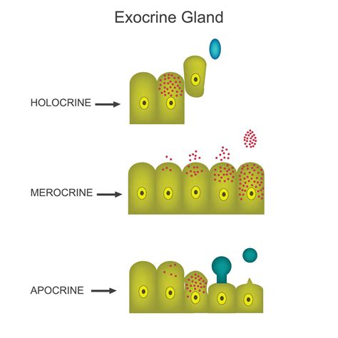 Exocrine Gland Biological Concept 28282136 Vector Art At Vecteezy