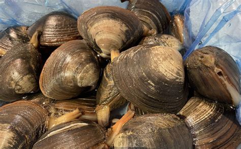 大量のホッキ貝が北海道の海岸に打ちあがる 拾って食べるのは高リスク 2024年4月20日 エキサイトニュース