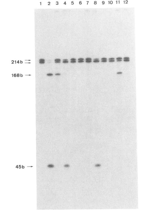 Figure 4 From The Hgai Restriction Modification System Contains Two