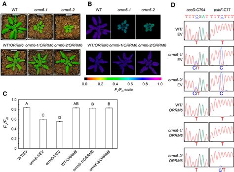 Figure 7 From An Organelle Rna Recognition Motif Protein Is Required