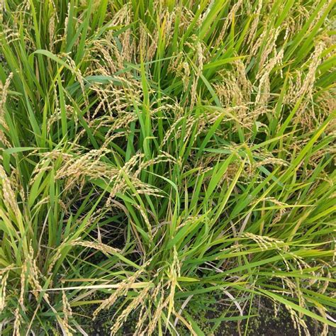 減農薬 化学肥料不使用 令和5年 彩のきずな玄米 30キロ メルカリ