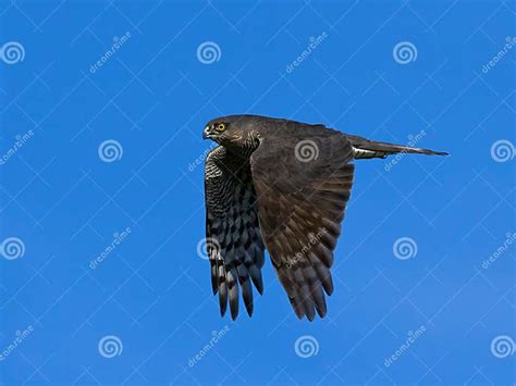 Eurasian Sparrowhawk Accipiter Nisus Stock Image Image Of Nature