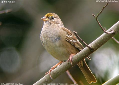 Zonotrichia Atricapilla Golden Crowned Sparrow