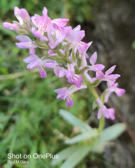 Dactylorhiza Hatagirea Eflora Of India