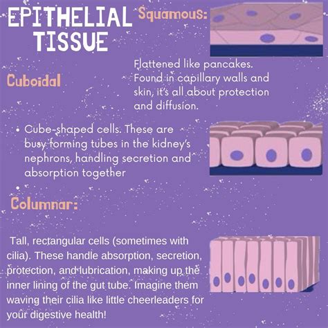 Epithelial Tissue The Ultimate Multi Tasker Epithelial Tissue Is An Extraordinary Example Of
