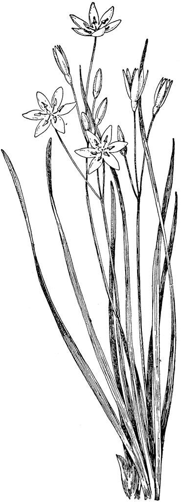 Star Grass Clipart Etc Grass Drawing Illustration Vintage Illustration