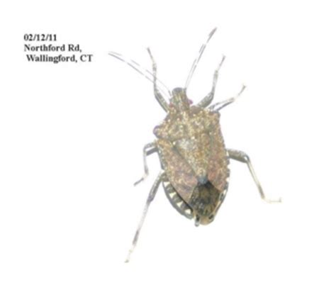 Brown Marmorated Stink Bug A Ct Agricultural Pest Integrated Pest