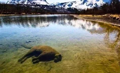 Option 1 Concise And Benefit Oriented Rare Cougar Fossil Discovery Sediment Layers Reveal