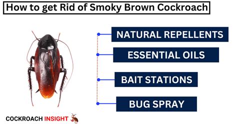 Why Cockroaches Are Called Cockroaches