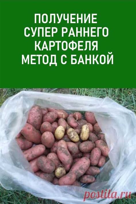 Дача сад огород в 2024 г Картофель Огород Советы для огорода
