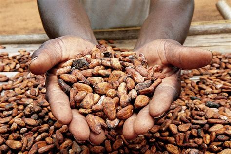 Record Cocoa Prices And Its Bitter Aftertaste Forbes India