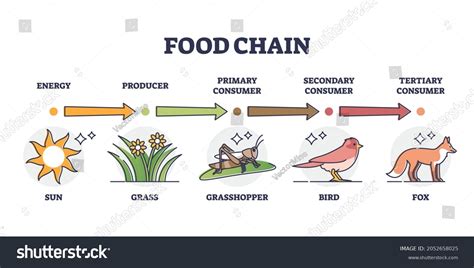 Food Chain Animal Classification By Eating Stock Vector Royalty Free
