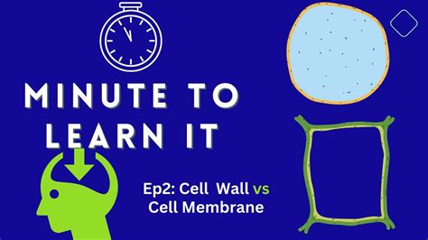 Minute To Learn It Ep 2 Cell Wall Vs Cell Membrane Youtube