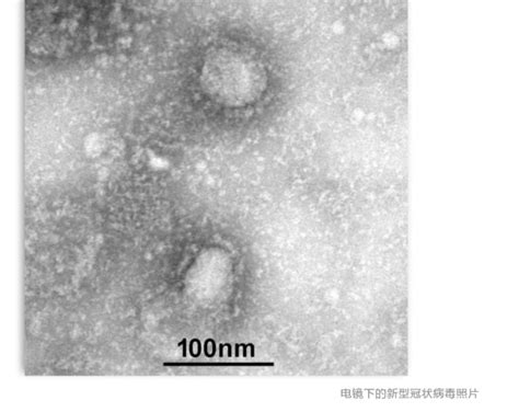 科学质疑华南海鲜市场并非新型冠状病毒唯一起源地 知识分子的财新博客 财新网