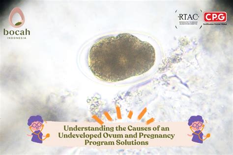 Understanding The Causes Of An Undeveloped Ovum And Pregnancy Program