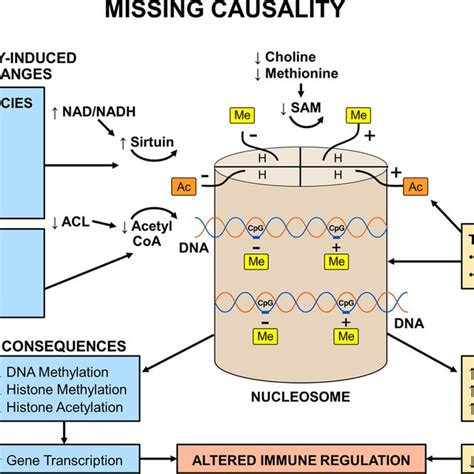 Environmentally Induced Epigenetic Changes As The Missing Causality Of
