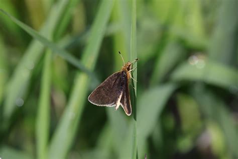 Lycaenidae