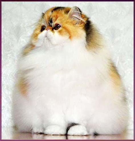 Toy Tricksy персидские и экзотические кошки Persian Exotic Cats Teacup