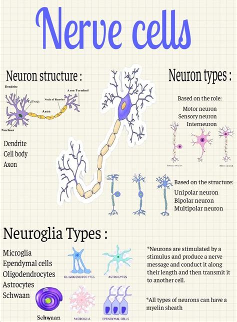 Parts Of A Neuron And Their Functions With Labelled Diagram Brain