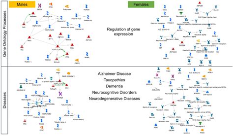 Mind The Gap New Study Shows Differences In Male And Female Genetic