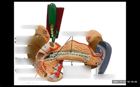 Pancreas Diagram Quizlet
