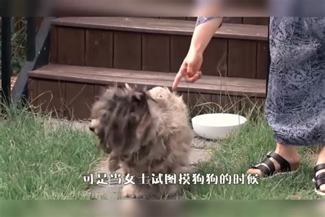 被主人抛弃的狗狗，竟在原地等待多年，最后结局太暖心了