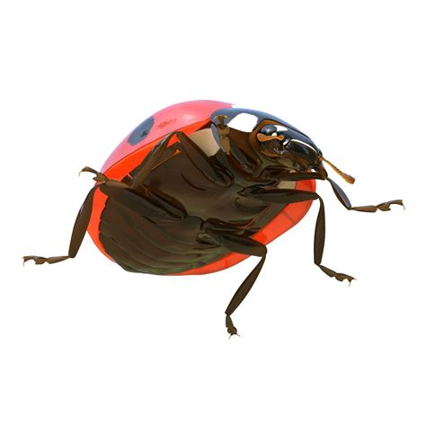 Ladybug 조작 3d 모델 69 Max Free3d