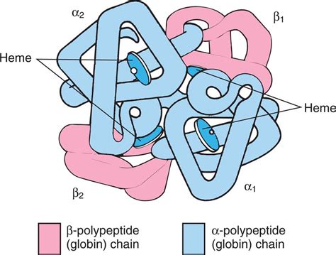 28 Structure And Function Of The Hematologic System