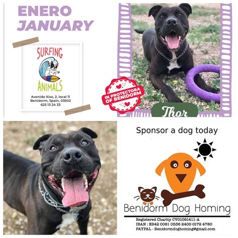 Izzy ️ Beauty This Beautiful Girl Entered In The Shelter Left By