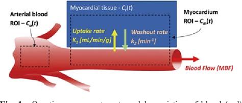 Figure 2 From Initial Steps To Tracer Kinetic Modeling And Mbf