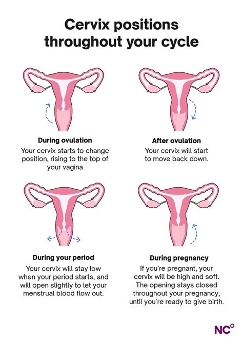 Cervix Positions: What They Mean & How To Check Them