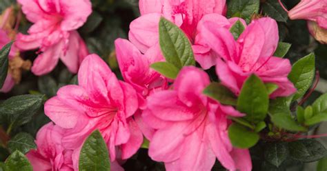 Pretty In Pink Encore Azalea