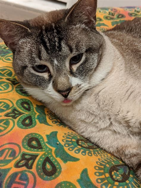 Post Nap Blep Rblep