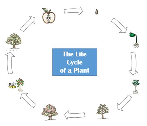 Esol 1 The Life Cycle Of A Flowering Plant Diagram Quizlet