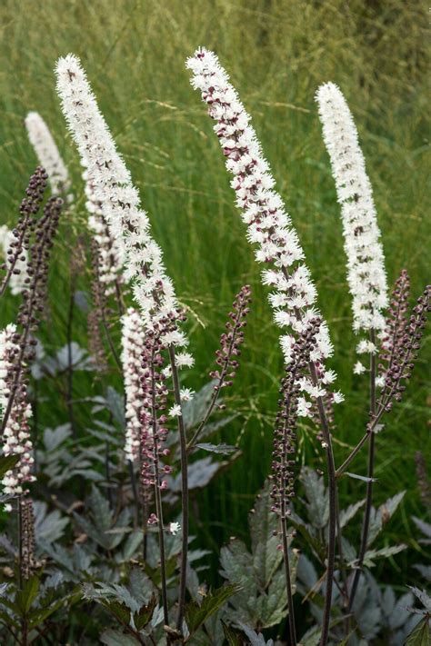 Actaea Chocoholic 3 Litre Stewarts Garden Centre