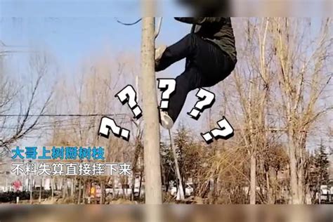 大哥上树掰树枝不料失算直接摔下来草率了